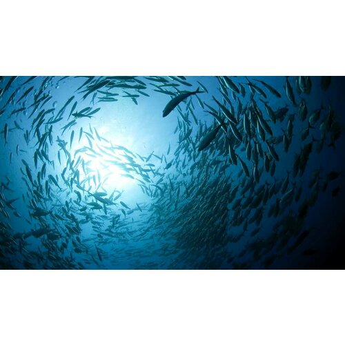 Картина на холсте 60x110 LinxOne "Рыбы Подводный Животные Много мир" интерьерная для дома / на стену / на кухню / с подрамником
