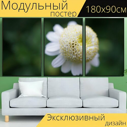 Модульный постер "Цветок, ромашка, лекарственное растение" 180 x 90 см. для интерьера