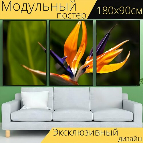 Модульный постер "Цветок, райская птица цветок, сад" 180 x 90 см. для интерьера