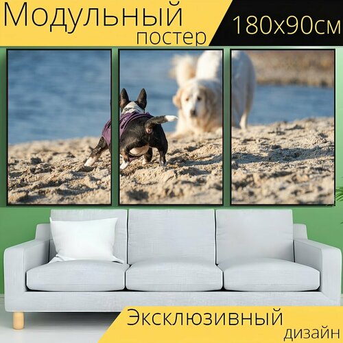 Модульный постер "Собаки, играть, счастливый" 180 x 90 см. для интерьера