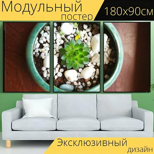 Модульный постер "Гуаньиньлянь, суккуленты, комнатные растения" 180 x 90 см. для интерьера