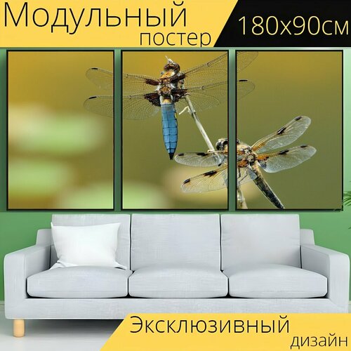 Модульный постер "Макрос, стрекоза, насекомое" 180 x 90 см. для интерьера