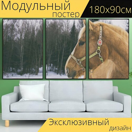 Модульный постер "Лошадь, снег, холодный" 180 x 90 см. для интерьера