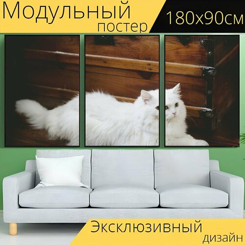 Модульный постер "Кошка, белый кот, белый" 180 x 90 см. для интерьера