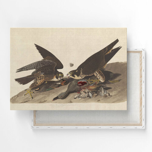Картина на холсте, репродукция / Джон Джеймс Одюбон - Great Footed Hawk / Размер 60 x 80 см