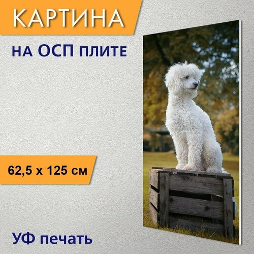 Вертикальная картина на ОСП "Собака, пудель, белый" 62x125 см. для интерьериа