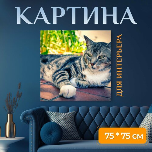 Картина на холсте "Кошка, животное, домашний питомец" на подрамнике 75х75 см. для интерьера