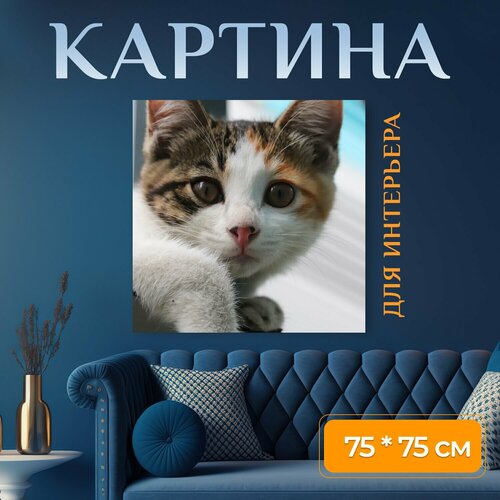 Картина на холсте "Кошка, бездомная кошка, кот" на подрамнике 75х75 см. для интерьера