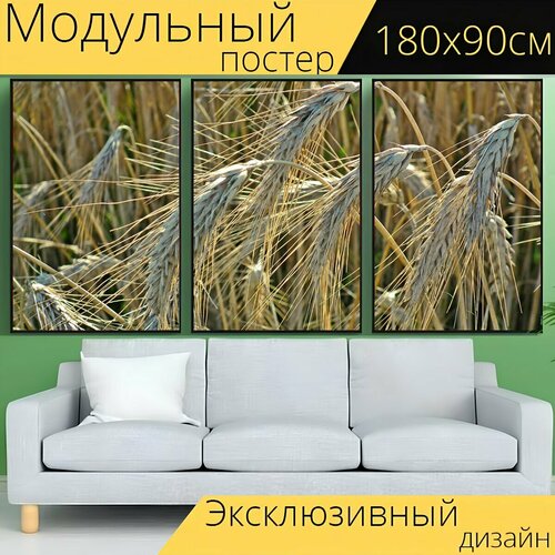 Модульный постер "Кукуруза, зерно, сельское хозяйство" 180 x 90 см. для интерьера