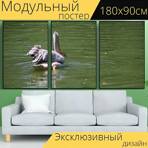 Модульный постер "Пеликан, птица, пруд" 180 x 90 см. для интерьера
