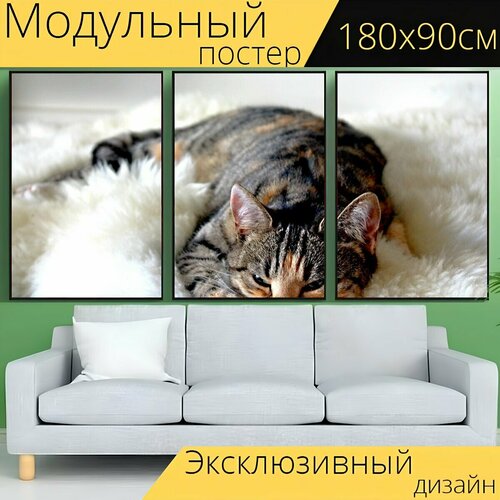 Модульный постер "Кошка, полосатый, китти" 180 x 90 см. для интерьера