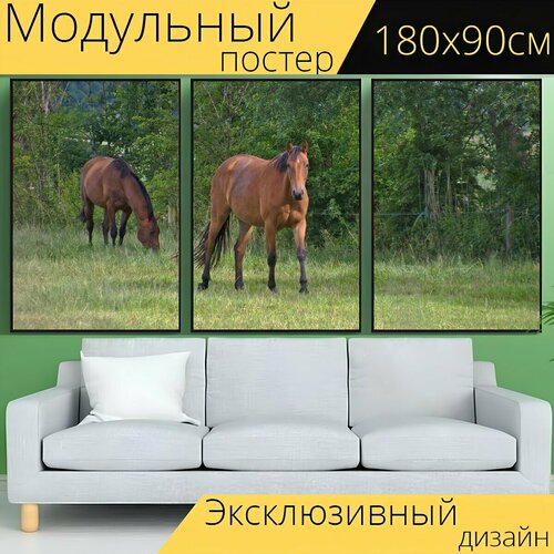 Модульный постер "Лошадь, езда на лошади, коричневый" 180 x 90 см. для интерьера
