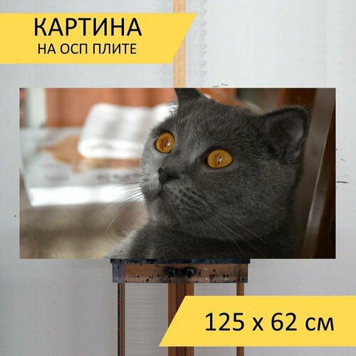 Картина на ОСП 125х62 см. "Кошка, оранжевые глаза, серый кот" горизонтальная, для интерьера, с креплениями