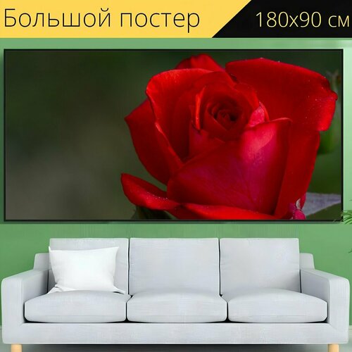 Большой постер "Роза, цвести, красный" 180 x 90 см. для интерьера