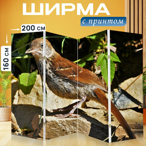 Ширма перегородка с принтом "Птица, перья, браун" на холсте - 200x160 см. для зонирования, раскладная