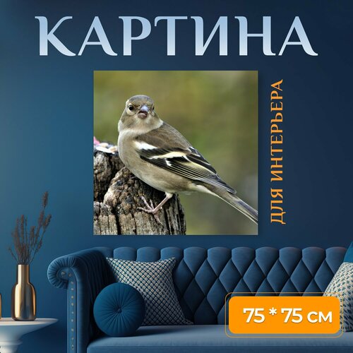 Картина на холсте "Птица, зяблик, дикая природа" на подрамнике 75х75 см. для интерьера