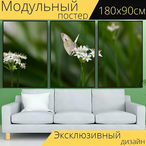 Модульный постер "Бабочка, чешуекрылые, энтомология" 180 x 90 см. для интерьера