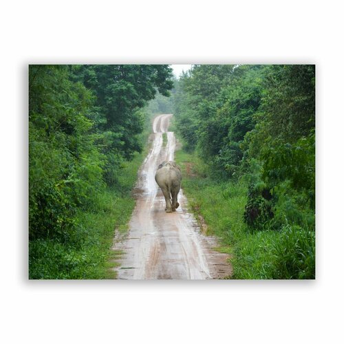 Постер, плакат на бумаге / Природа Таиланда - Слон / Размер 40 x 53 см