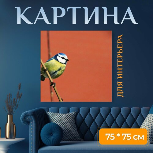 Картина на холсте "Синица, лазоревка, крыло" на подрамнике 75х75 см. для интерьера