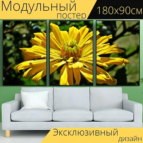 Модульный постер "Цинния, цветок, желтый" 180 x 90 см. для интерьера
