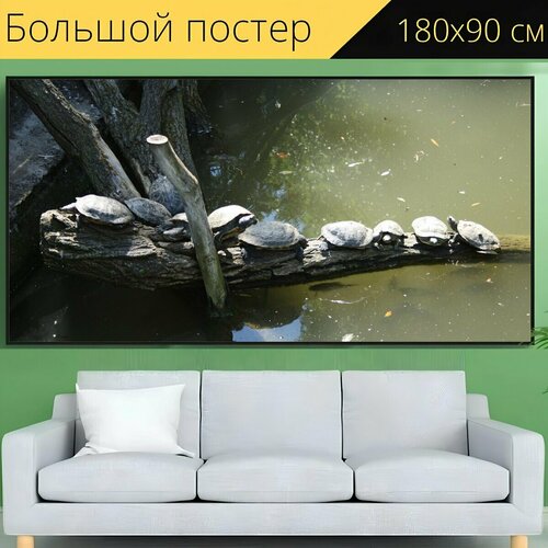 Большой постер "Водные черепахи, водных черепах, животное" 180 x 90 см. для интерьера