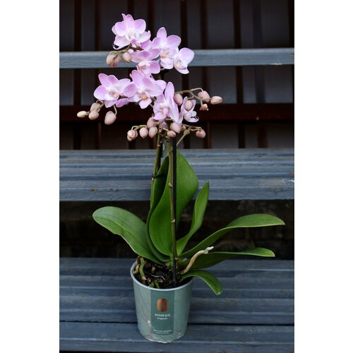 Орхидея Фаленопсис Арома Pinlong Cheris (D-10 H-45)