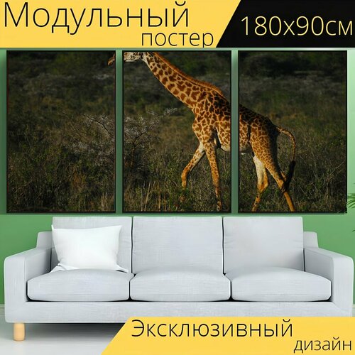 Модульный постер "Жирафа, вымирающие виды, кения" 180 x 90 см. для интерьера