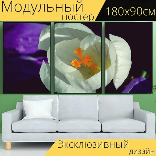 Модульный постер "Крокус, цветок, белый" 180 x 90 см. для интерьера