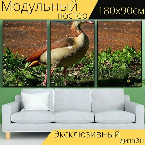 Модульный постер "Нил гусь, утка, водоплавающая птица" 180 x 90 см. для интерьера