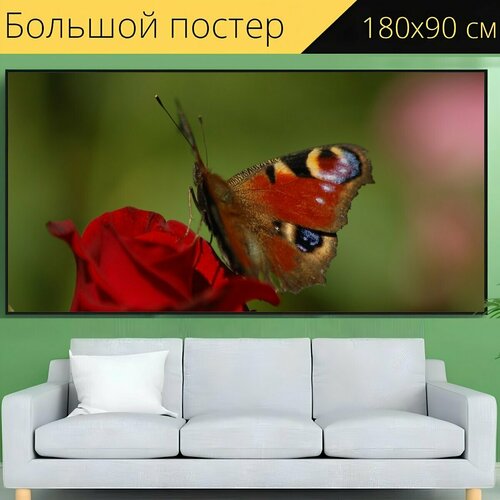 Большой постер "Бабочка, павлиний глаз, роза" 180 x 90 см. для интерьера