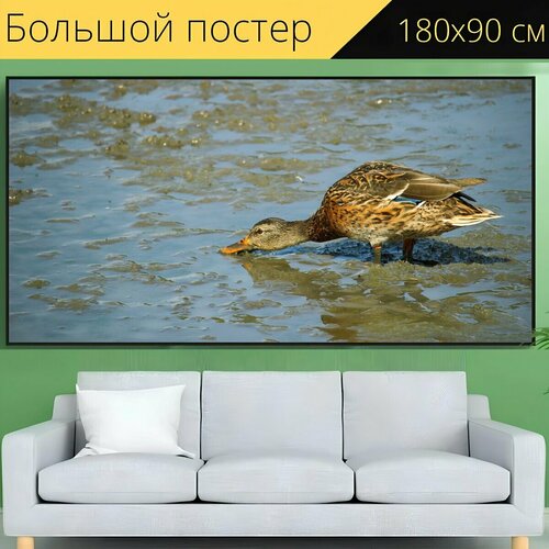Большой постер "Кряква, утка, водоплавающая птица" 180 x 90 см. для интерьера