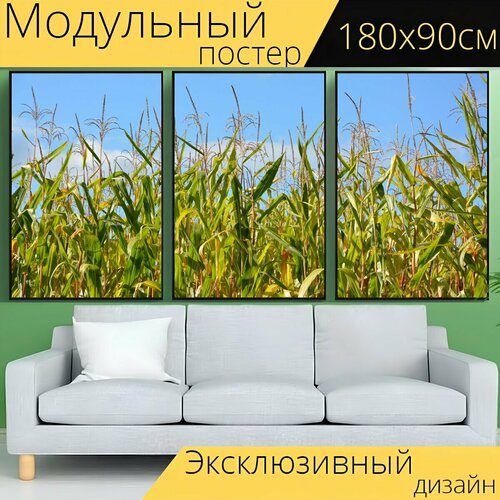 Модульный постер "Но, культура кукурузы, урожай" 180 x 90 см. для интерьера