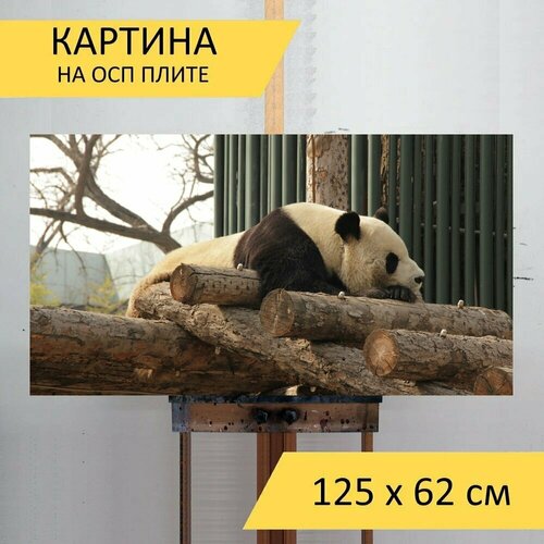 Картина на ОСП 125х62 см. "Панда, китай, животное" горизонтальная, для интерьера, с креплениями