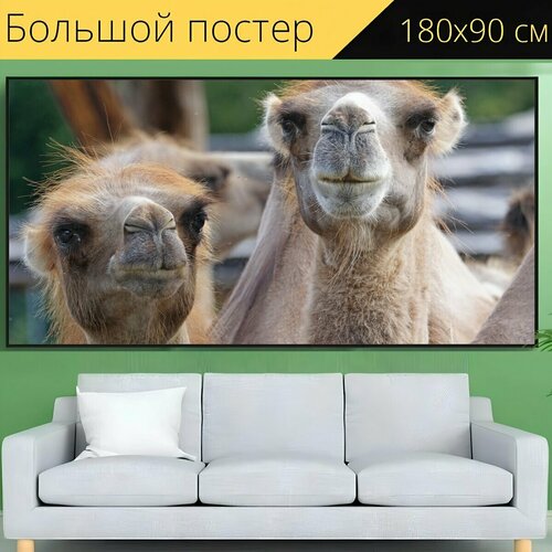 Большой постер "Верблюд, топтать, пара копытных" 180 x 90 см. для интерьера