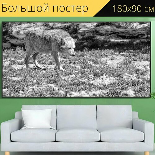 Большой постер "Волк, хищник, дикое животное" 180 x 90 см. для интерьера