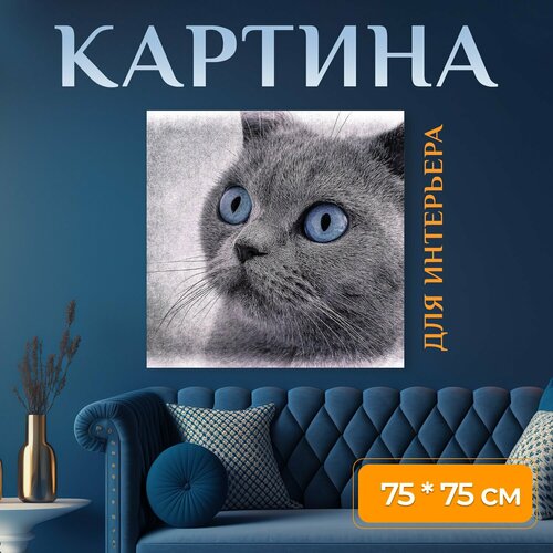 Картина на холсте "Кот, рисунок кота, голубые глаза" на подрамнике 75х75 см. для интерьера