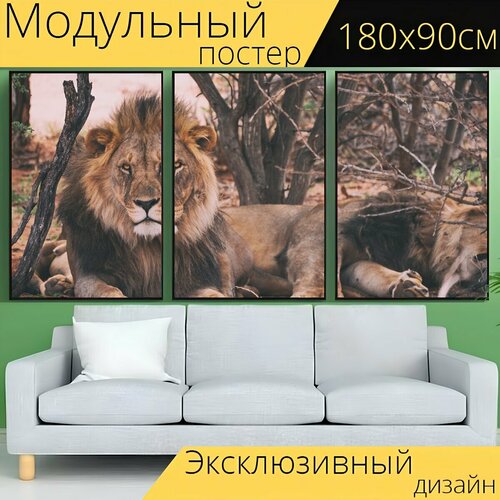 Модульный постер "Лев, тигр, дикая природа" 180 x 90 см. для интерьера