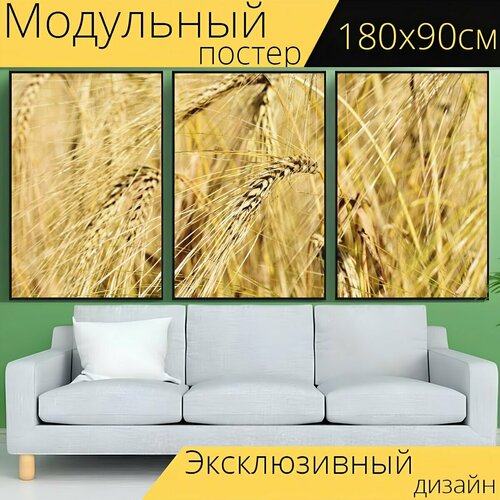 Модульный постер "Озимой пшеницы, пшеница, зерно" 180 x 90 см. для интерьера