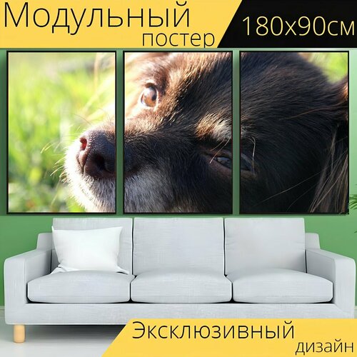 Модульный постер "Собака, чиуауа, портрет животных" 180 x 90 см. для интерьера