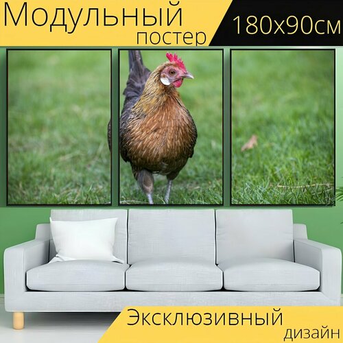 Модульный постер "Курица, птица, домашняя птица" 180 x 90 см. для интерьера