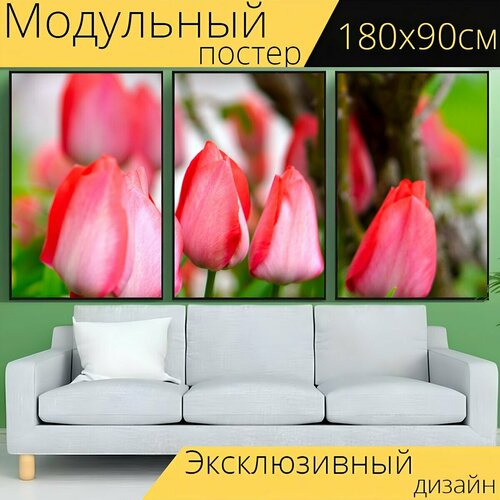 Модульный постер "Тюльпаны, цвести, весна" 180 x 90 см. для интерьера