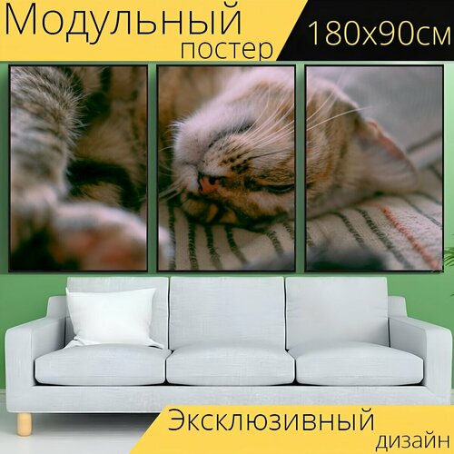 Модульный постер "Кошка, спать, котенок" 180 x 90 см. для интерьера