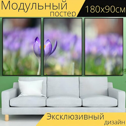 Модульный постер "Крокус, весна, фиолетовый" 180 x 90 см. для интерьера