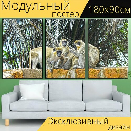 Модульный постер "Обезьяны, дикая природа, животные" 180 x 90 см. для интерьера