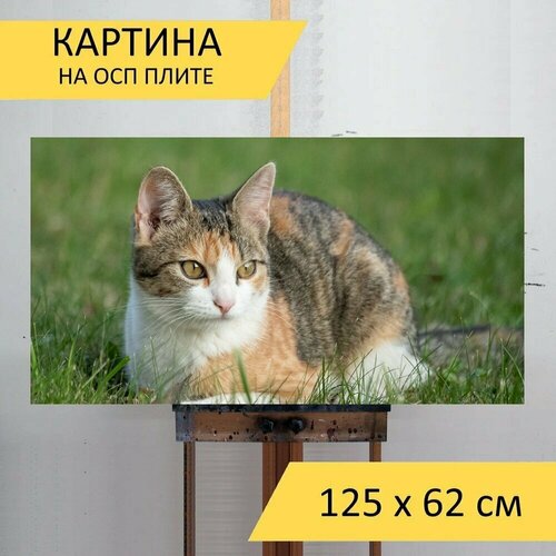 Картина на ОСП 125х62 см. "Кошка, кошачий, млекопитающее" горизонтальная, для интерьера, с креплениями