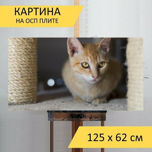 Картина на ОСП 125х62 см. "Кошка, красный, кот" горизонтальная, для интерьера, с креплениями