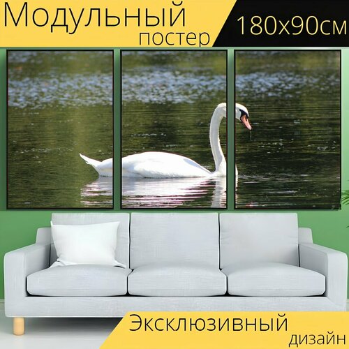 Модульный постер "Лебедь, вода, природа" 180 x 90 см. для интерьера
