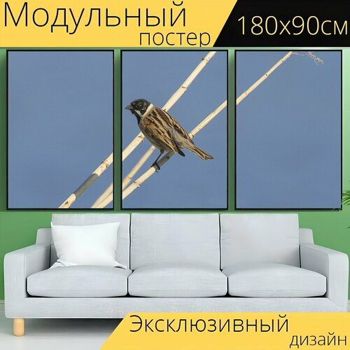 Модульный постер "Полевой воробей, птица, певчая птица" 180 x 90 см. для интерьера