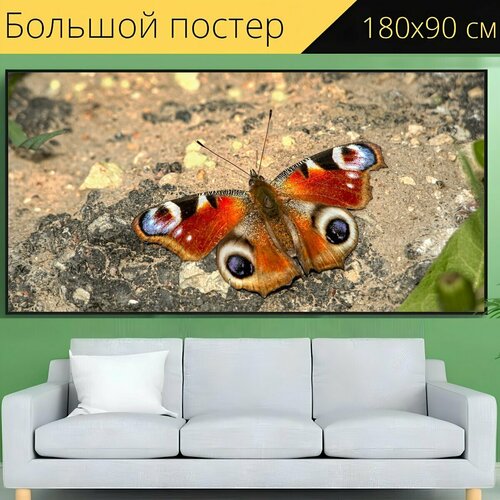 Большой постер "Бабочка павлиний, бабочка, насекомое" 180 x 90 см. для интерьера