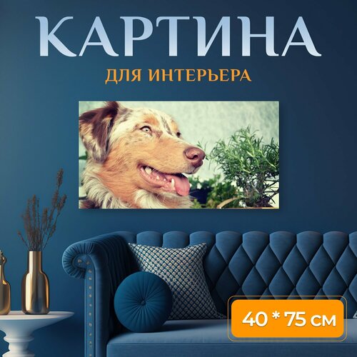 Картина на холсте "Австралийская овчарка, собака, домашний питомец" на подрамнике 75х40 см. для интерьера